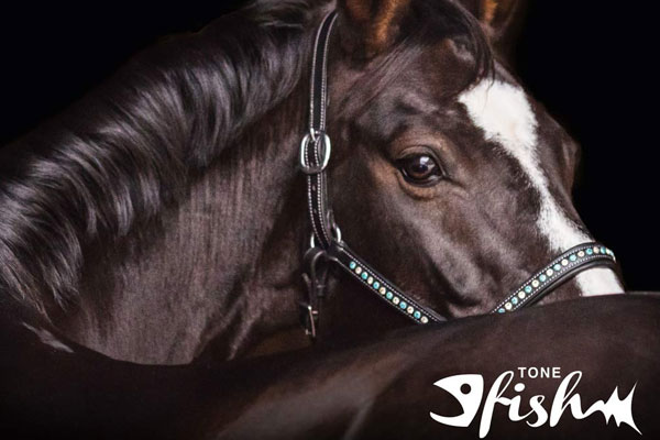 Tone Fish bieten Irish Folk, der mit seinen Klängen weit mehr überzeugt ...