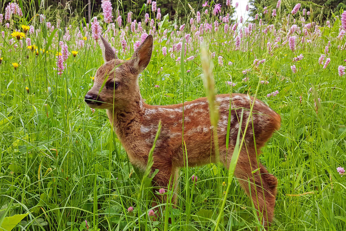 “Die Wiese – Ein Paradies nebenan” – eine weitere tolle Natur-Doku von ...
