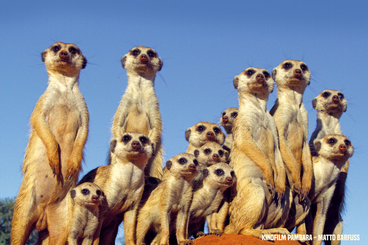 "Pambara" – die von nicht funktionierendem Humor geprägte Tierdoku ...